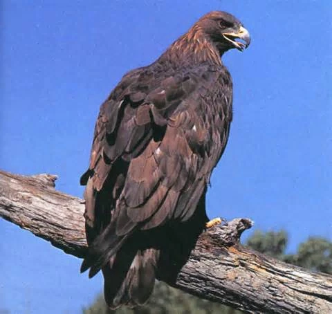 Divebomb (Alpha) | Transformers Fanon Wiki | Fandom