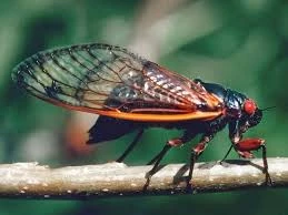 Venom (Alpha) | Transformers Fanon Wiki | Fandom