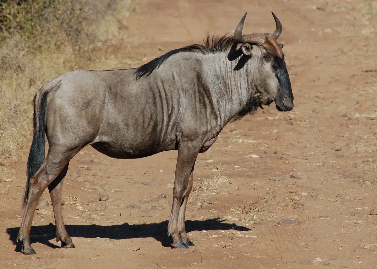 Wildebeest | Transformations Wiki | Fandom