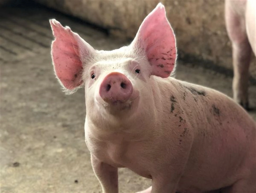 Pig | Transformations Wiki | Fandom