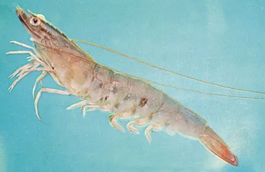 Shrimp | Transformations Wiki | Fandom
