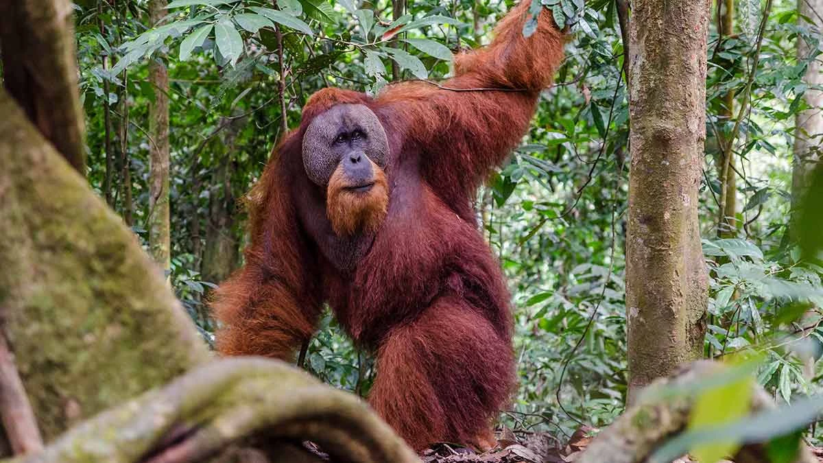 Orangutan | Transformations Wiki | Fandom