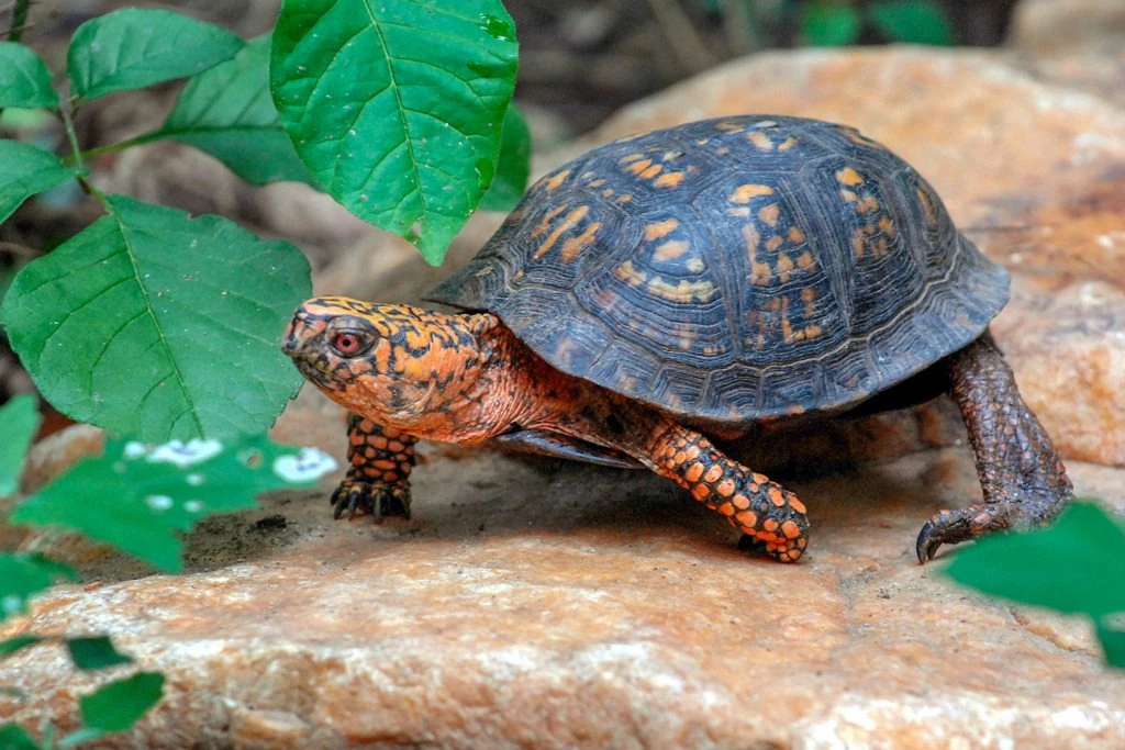 Box Turtle | Transformations Wiki | Fandom