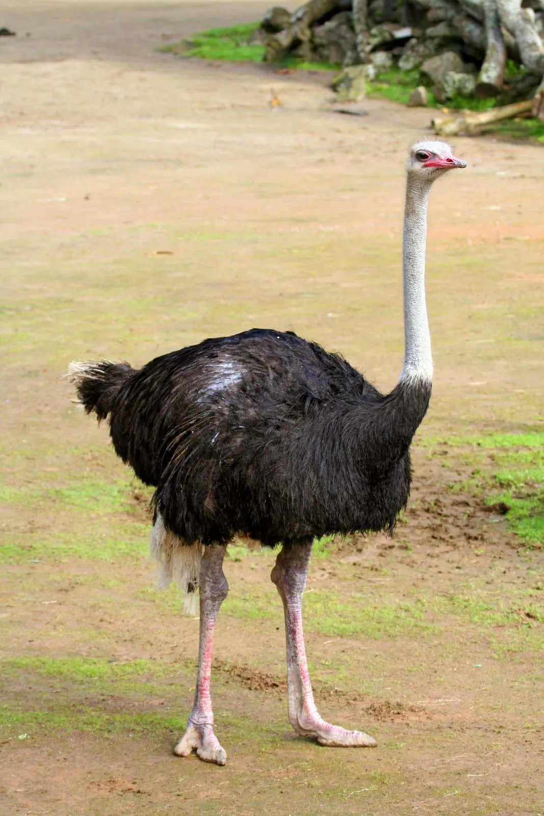 Ostrich | Transformations Wiki | Fandom