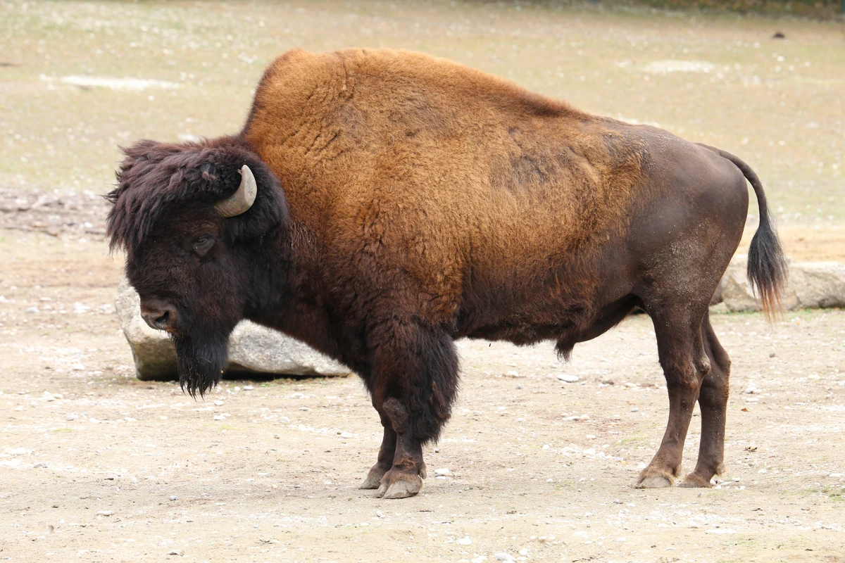 Bison | Transformations Wiki | Fandom