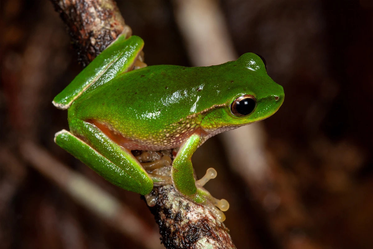 Frog | Transformations Wiki | Fandom
