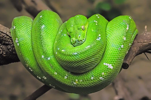 Green Tree Python | Transformations Wiki | Fandom