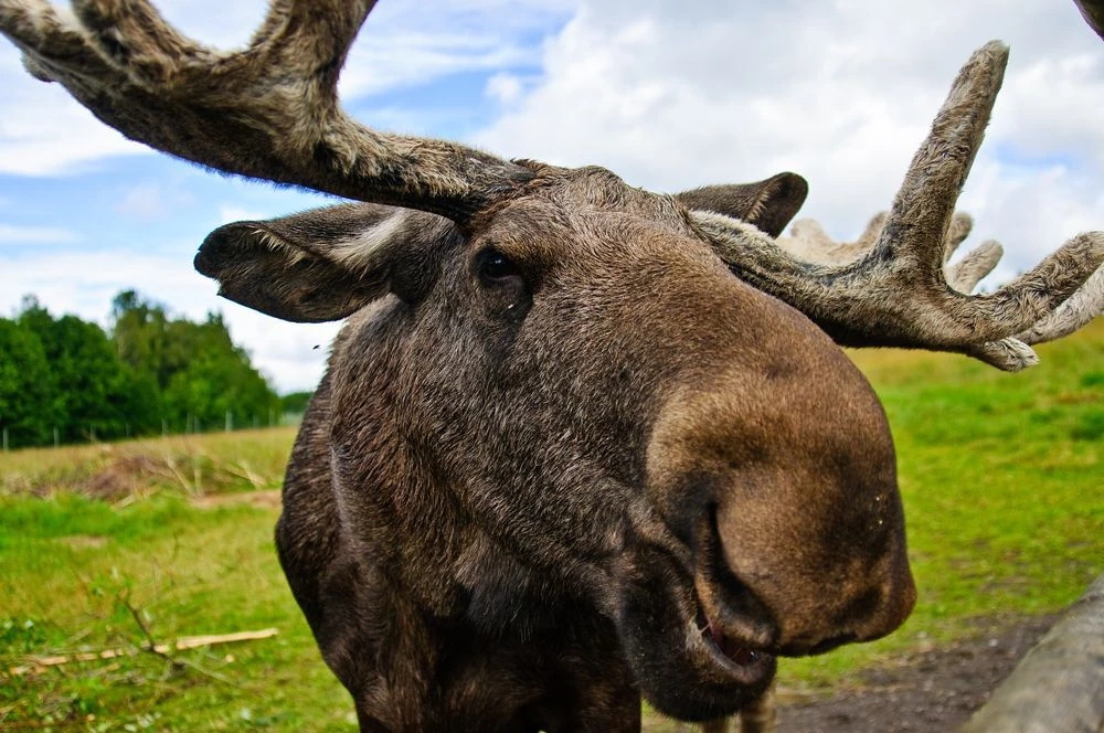 Moose | Transformations Wiki | Fandom