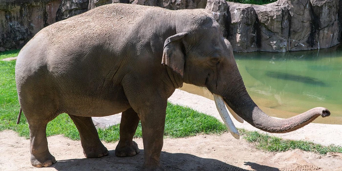 Asian Elephant | Transformations Wiki | Fandom