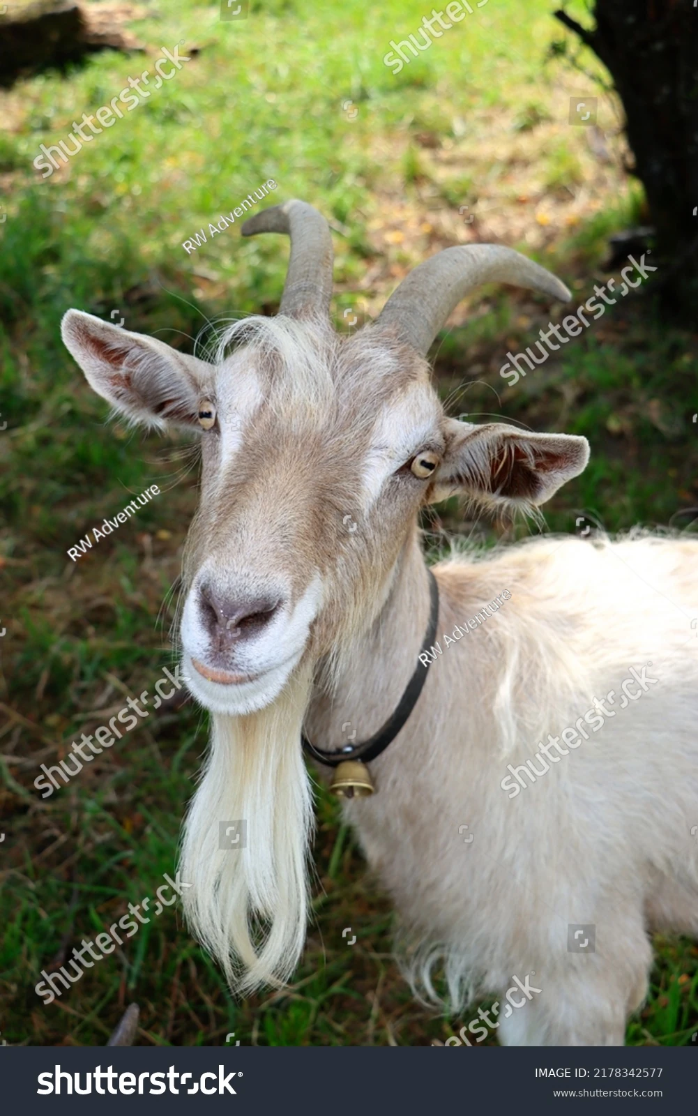 Billy Goat | Transformations Wiki | Fandom