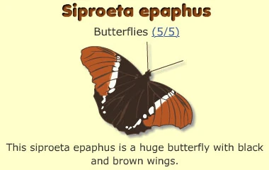 Siproeta epaphus | Treasure Madness Wiki | Fandom