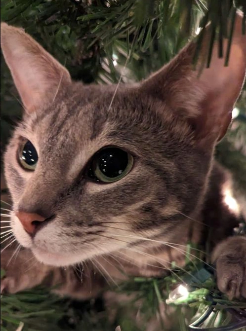 Cinderpaw | Warriors: The Lost Stories Wiki | Fandom