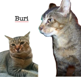 Buri | Warriors: The Lost Stories Wiki | Fandom