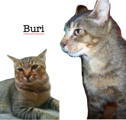 Buri | Warriors: The Lost Stories Wiki | Fandom