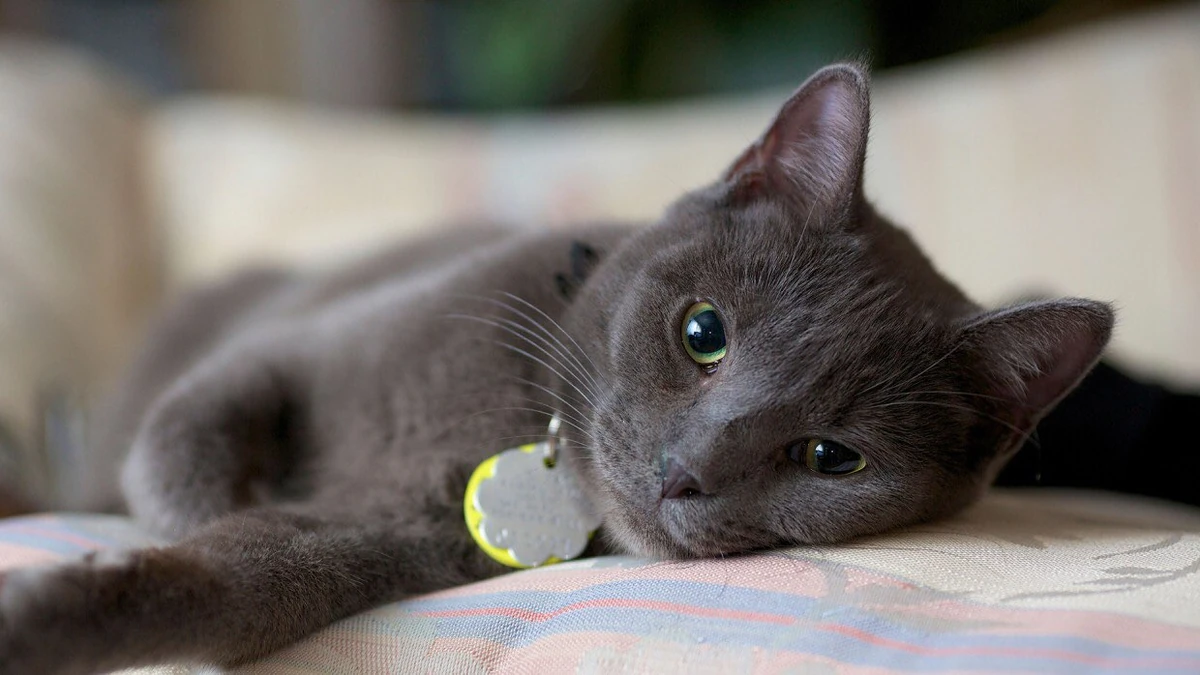 Shadowvine | Warriors: The Lost Stories Wiki | Fandom