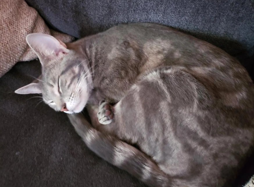 Cinderpaw | Warriors: The Lost Stories Wiki | Fandom