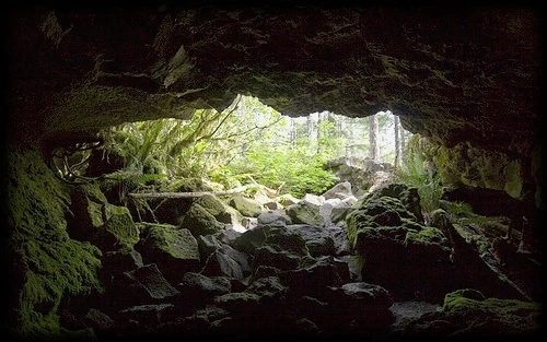 DarkClan | Warriors: The Lost Stories Wiki | Fandom