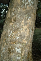 Southern Magnolia | Trees of Texas Wikia | Fandom