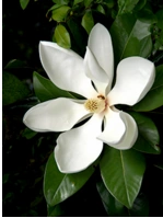 Southern Magnolia | Trees of Texas Wikia | Fandom