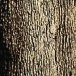 Post Oak | Trees of Texas Wikia | Fandom