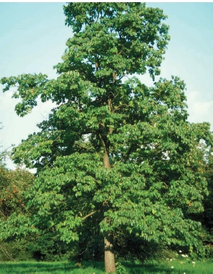 Eastern Persimmon | Trees of Texas Wikia | Fandom