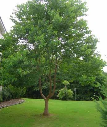 Trees of Texas Wikia | Fandom