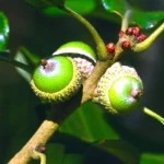 Post Oak | Trees of Texas Wikia | Fandom