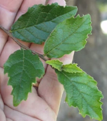 Anaqua | Trees of Texas Wikia | Fandom