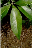 Fringe | Trees of Texas Wikia | Fandom