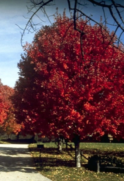 Red Maple | Trees of Texas Wikia | Fandom