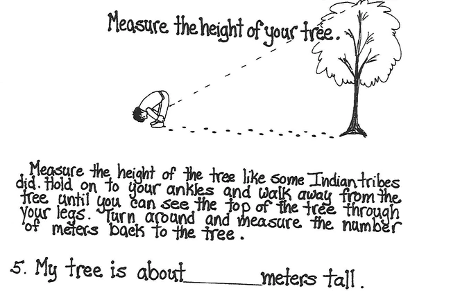 How to Measure a Tree | Trees of Texas Wikia | Fandom