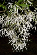 Fringe | Trees of Texas Wikia | Fandom