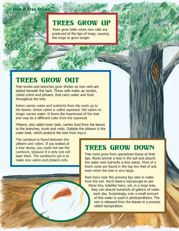How does a Tree Grow? | Trees of Texas Wikia | Fandom
