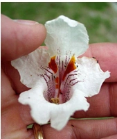 Southern Catalpa | Trees of Texas Wikia | Fandom