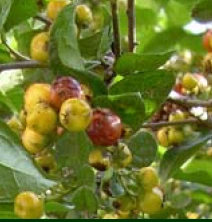 Anaqua | Trees of Texas Wikia | Fandom