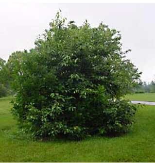 Fringe | Trees of Texas Wikia | Fandom