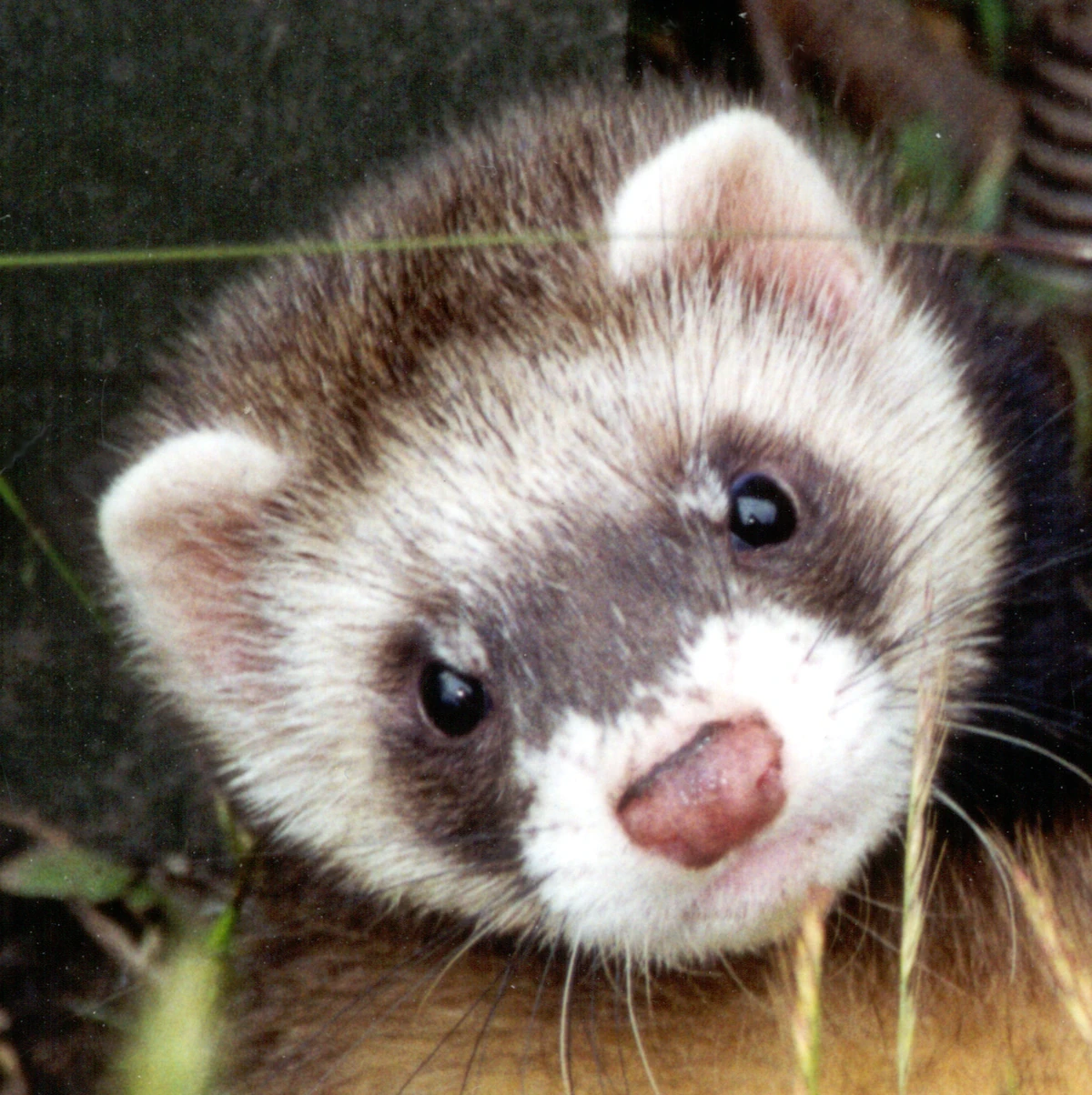 Critters | Tree World Wiki | Fandom