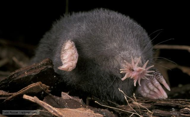 Star-nosed Mole | Tree World Wiki | Fandom