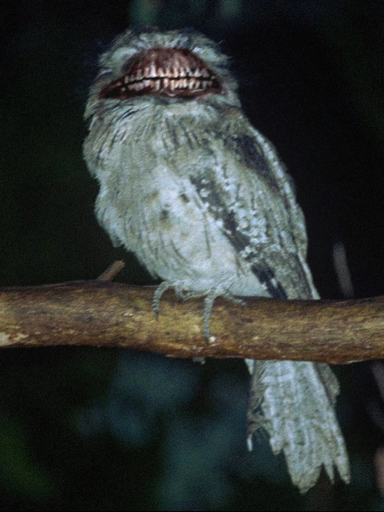 Smiling Owls | Wiki Trevor Creature | Fandom
