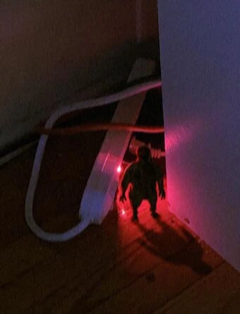 Little Guy | Trevor Henderson All Creatures Wiki | Fandom