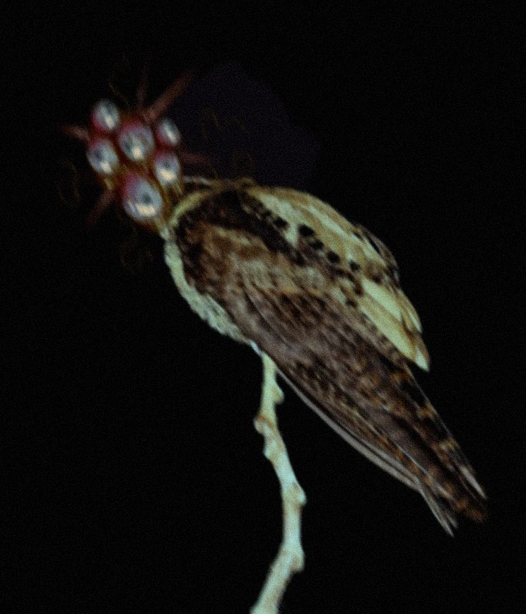 Adorable Birds | Trevor Henderson All Creatures Wiki | Fandom