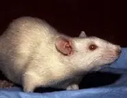 Cartoon Mouse | Trevor henderson archive Wiki | Fandom