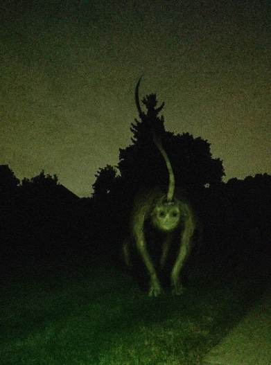 The Night Dog | Trevor Henderson Wiki | Fandom