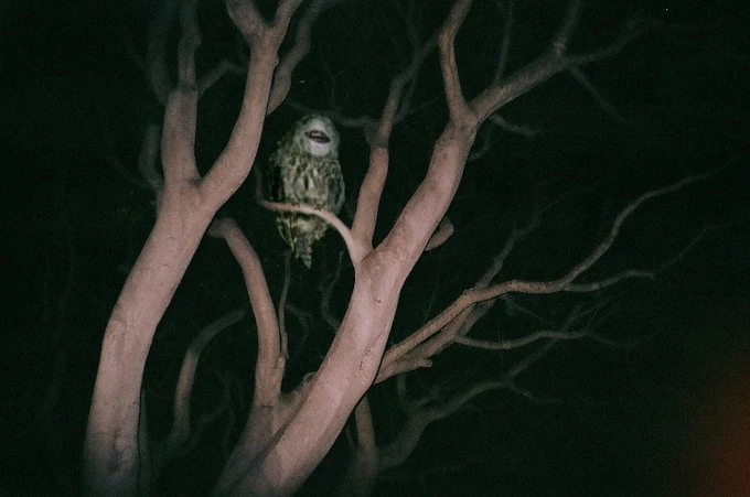 The Smiling Owls | Trevor Henderson Wiki | Fandom