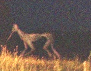 The Needle | Trevor Henderson Wiki | Fandom