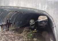 The Canal Monster | Trevor Henderson Wiki | Fandom