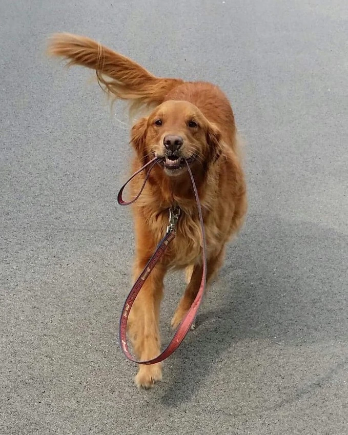 Ringo | Trevor Movie Wiki | Fandom