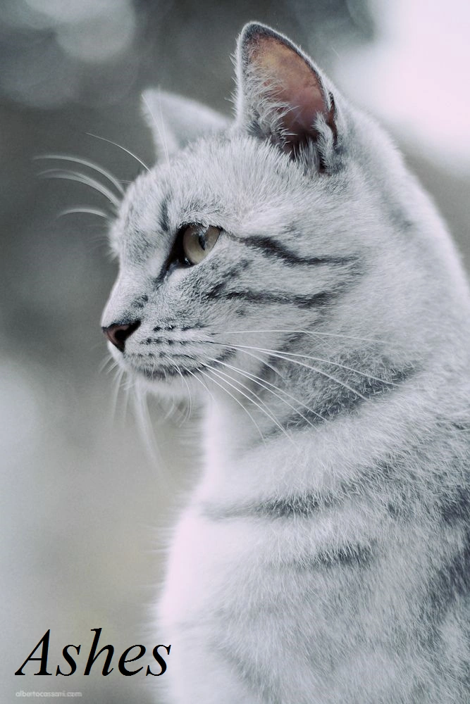 Join the Tribe | Tribe of Falling Fire Wiki | Fandom