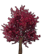 Maple Tree - Official Tribes of Midgard Wiki