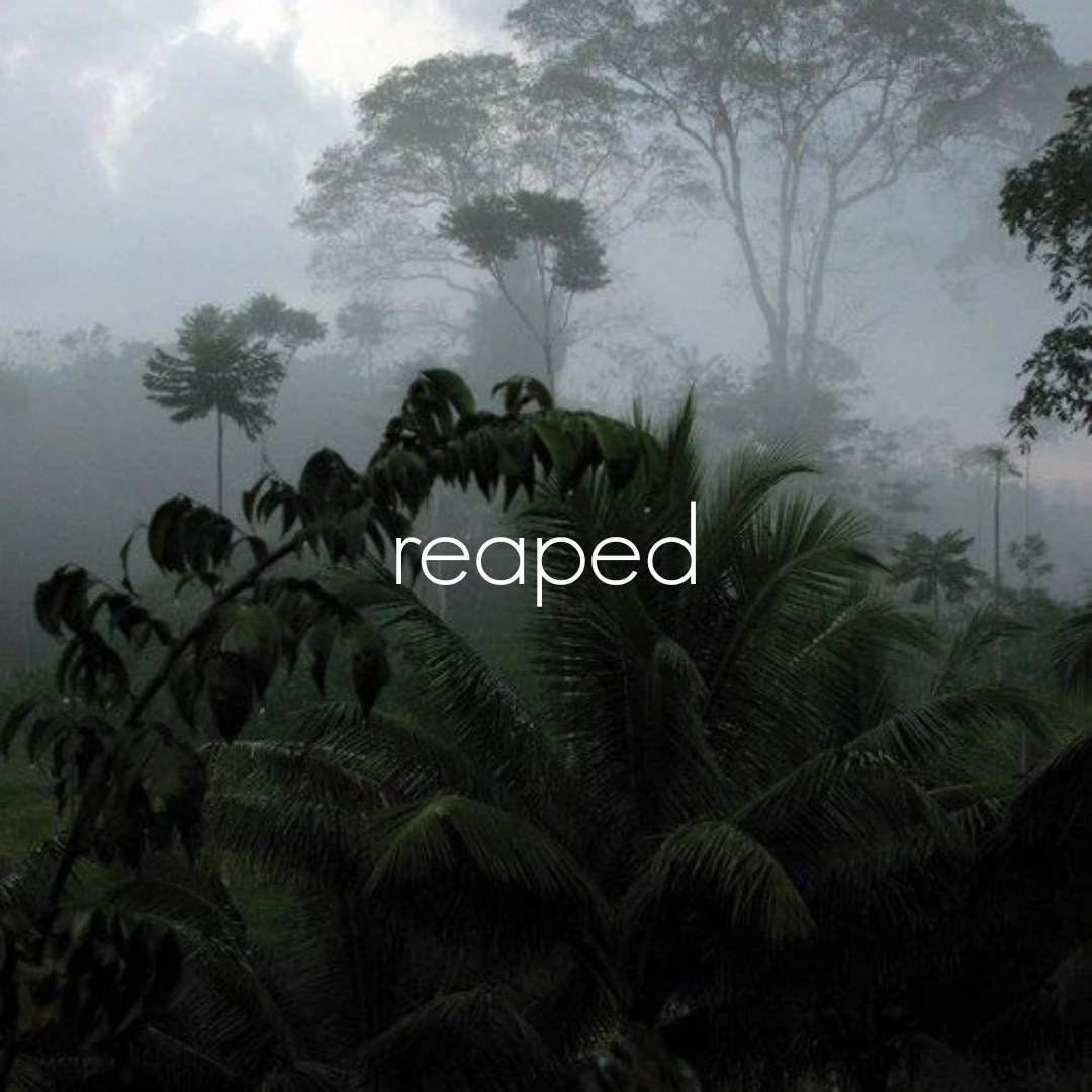 Reaped (Fanfiction) | Tribute Fanfiction Wiki | Fandom